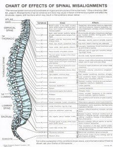 Effects Of Spinal Misalignment - Life Chiropractic Centre